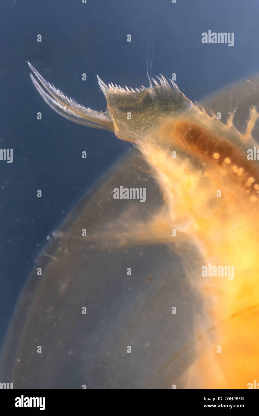 Eastern Clam Shrimp (Limnadia lenticularis), Detail Furca, Germany ...