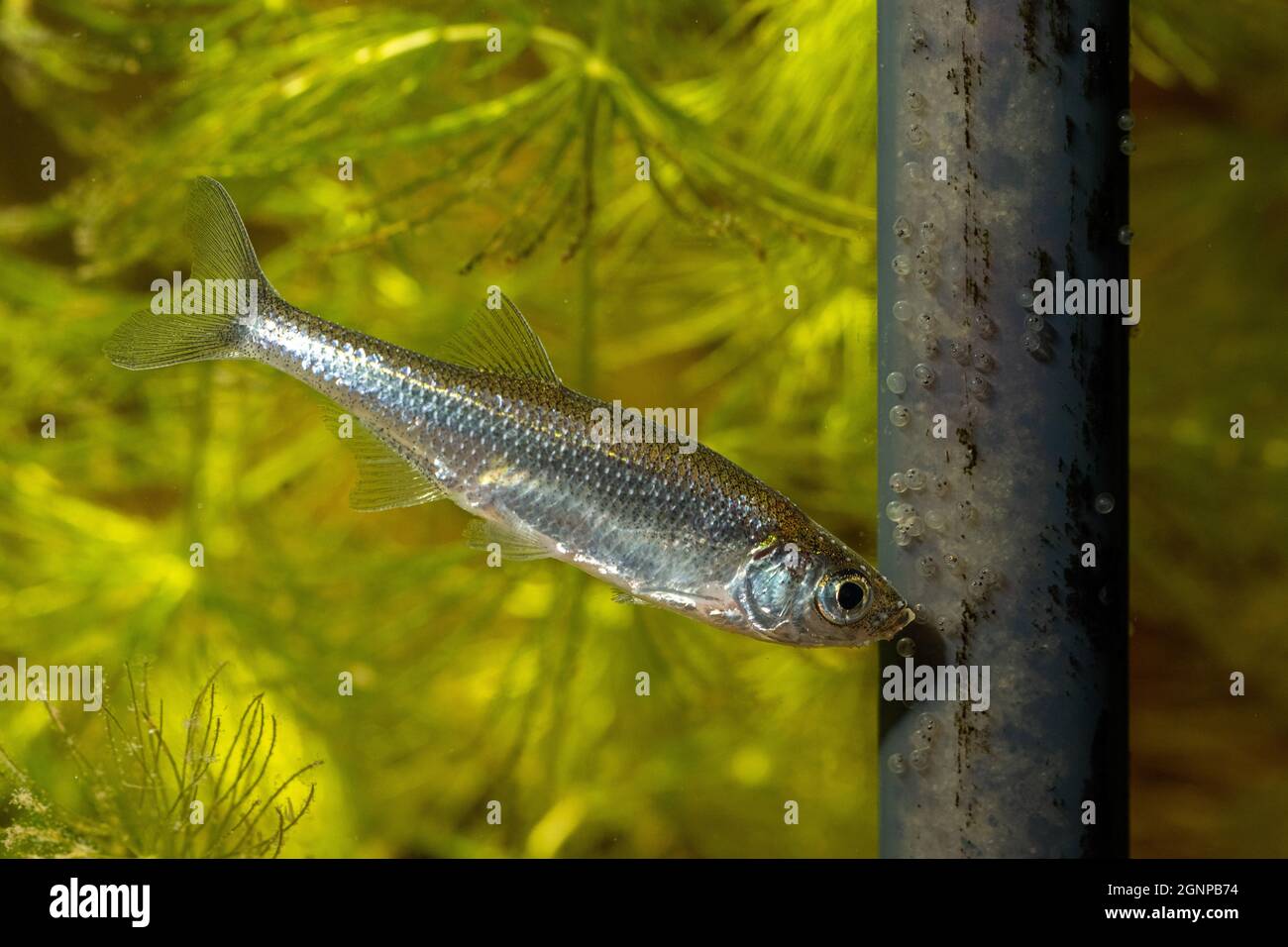 moderlieschen, belica, sunbleak (Leucaspius delineatus), male with ...