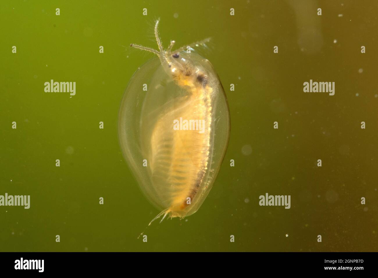 Eastern Clam Shrimp (Limnadia lenticularis), swimming, Germany, Bavaria ...