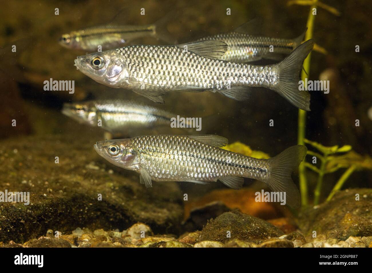 Stone moroko, Topmouth gudgeon (Pseudorasbora parva), small school ...