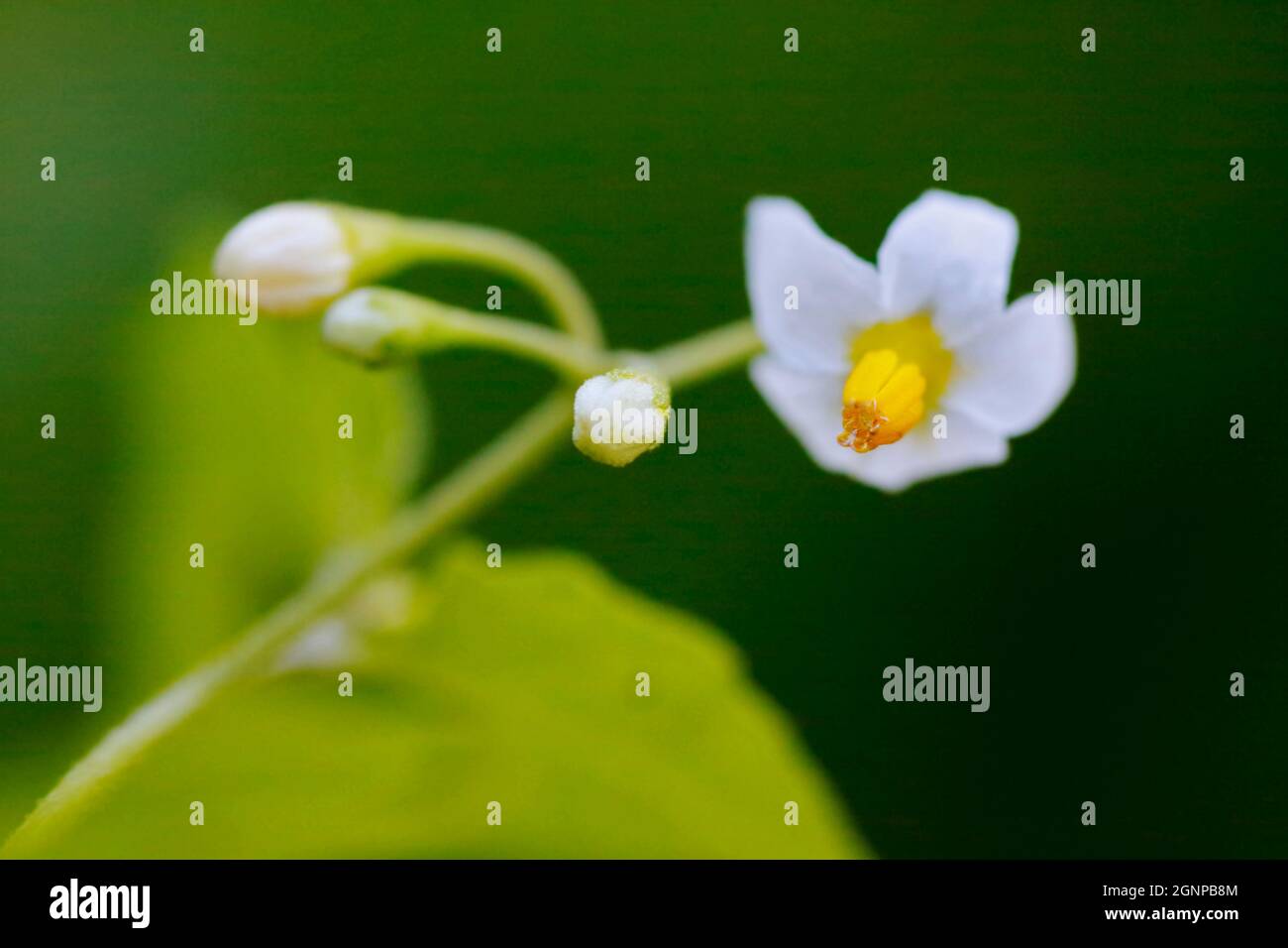 Common nightshade, Black nightshade (Solanum nigrum), flower and buds ...
