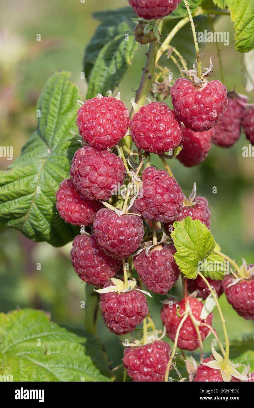 European red raspberry Sugana Twotimer (Rubus idaeus 'Sugana Twotimer ...