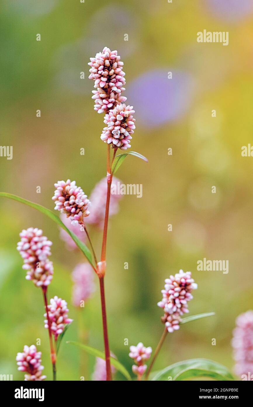 Redshank, Persicaria, Redleg, Lady's-thumb, Spotted Ladysthumb ...