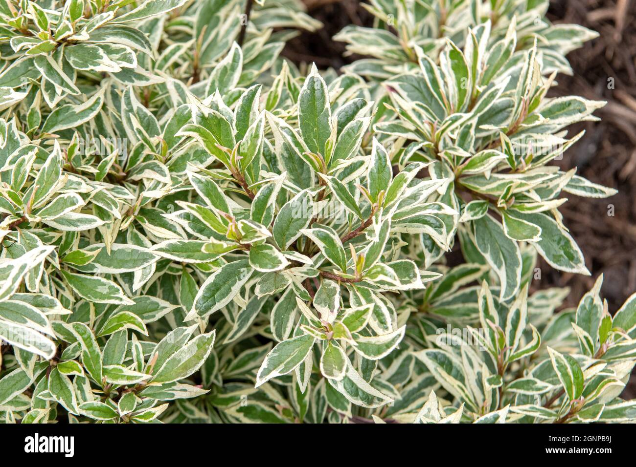 atalea Bollywood (Rhododendron 'Bollywood', Rhododendron Bollywood ...