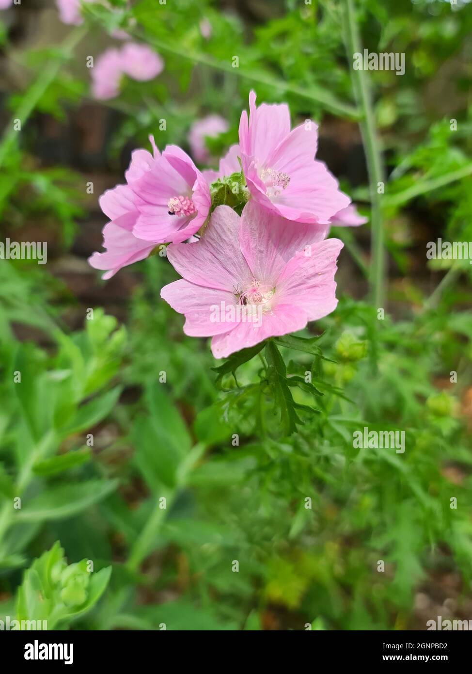 Musk cheeseweed malva moschata hi-res stock photography and images - Alamy
