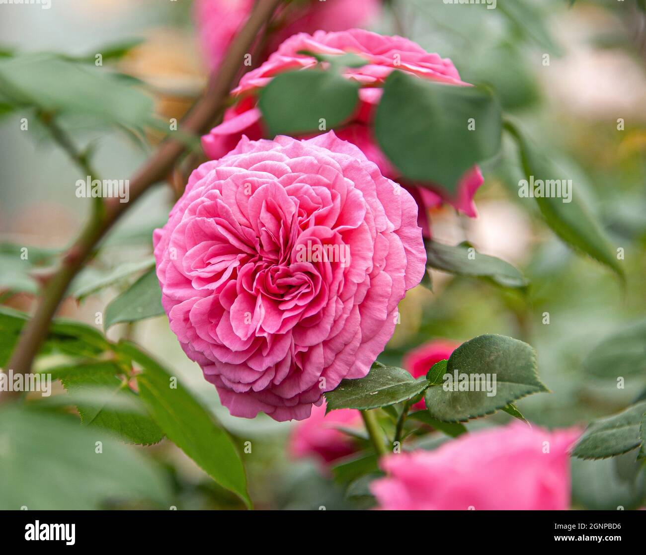 Rose Baronesse (Rosa 'Baronesse', Rosa Baronesse), flowers of cultivar ...