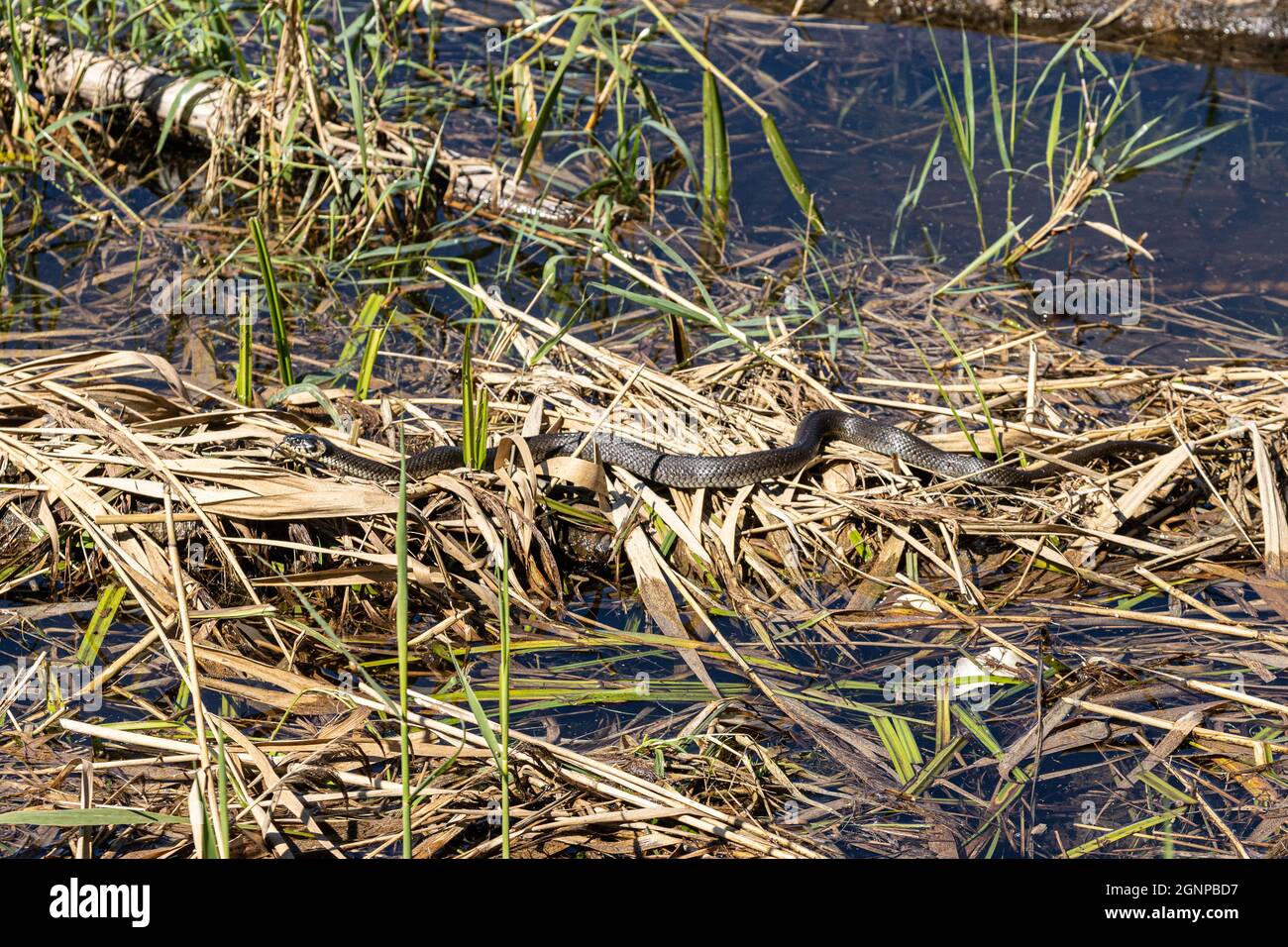grass snake (Natrix natrix), hunting marsh frogs on lake shore, Germany ...