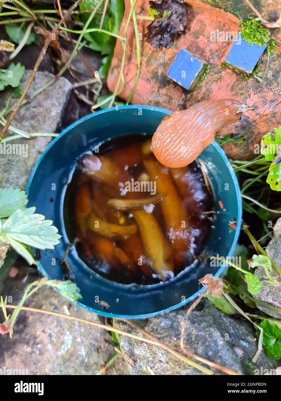 Slug beer traps hi-res stock photography and images - Alamy