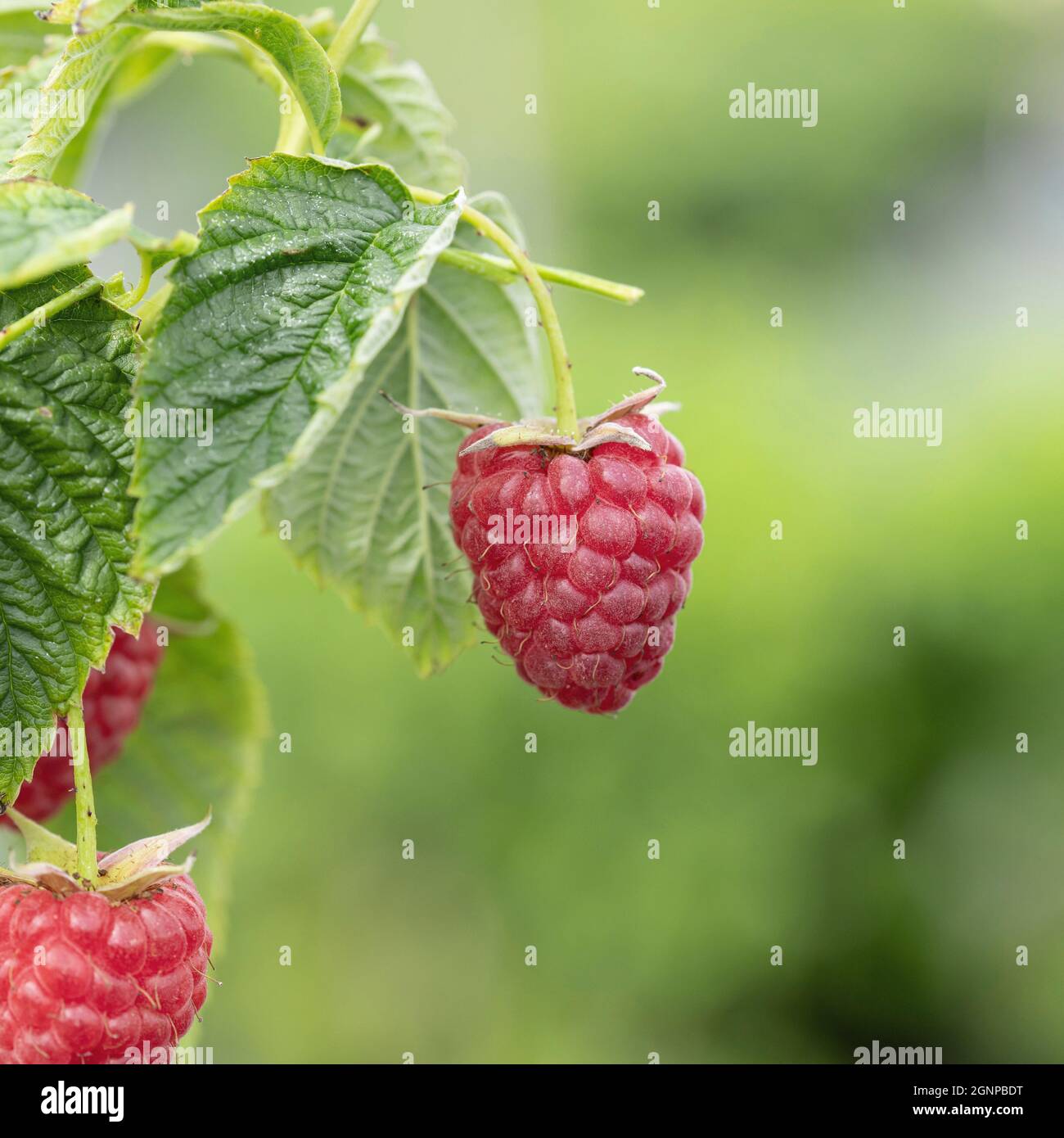 Sister hi-res stock photography and images - Alamy