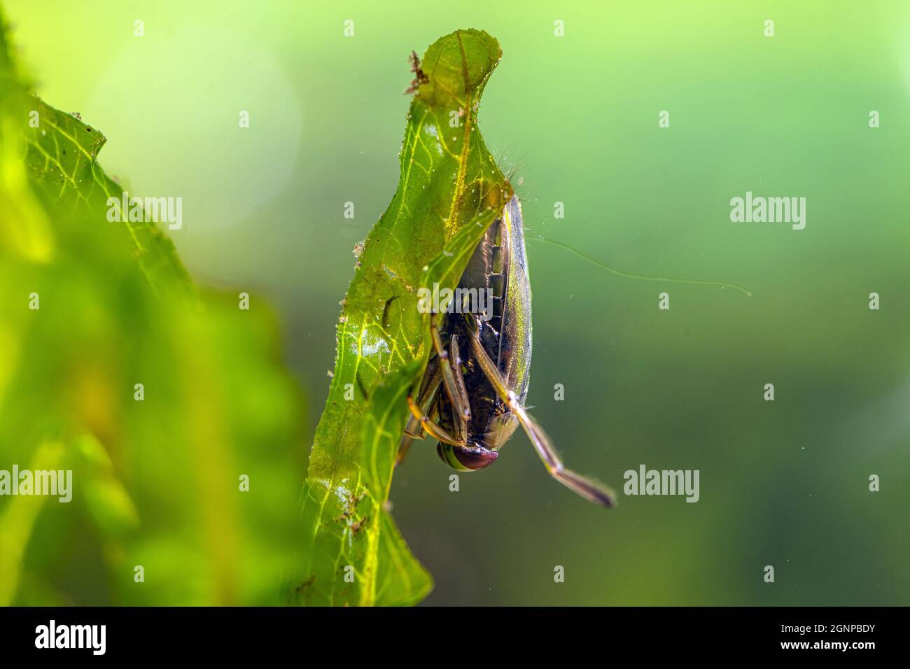 Notonectid hi-res stock photography and images - Alamy