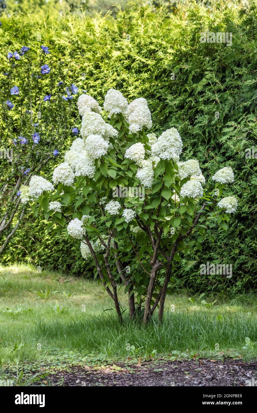 Panicle hydrangea (Hydrangea paniculata), blooming, Germany, Bavaria ...