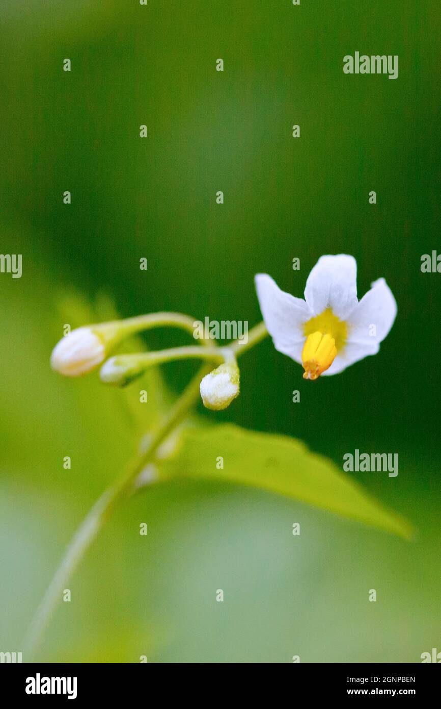 Common nightshade, Black nightshade (Solanum nigrum), flower and buds ...