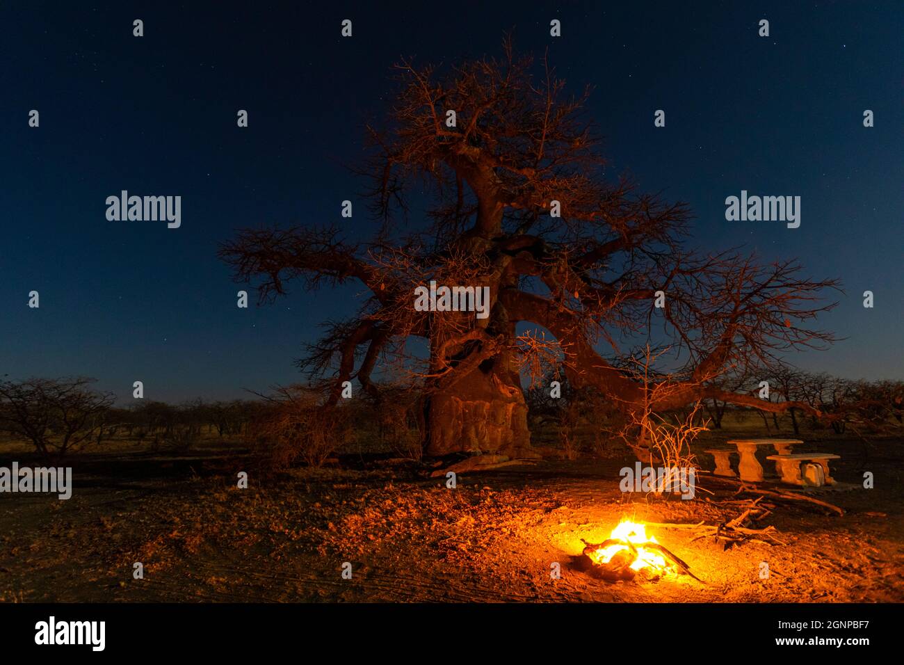 Camp fire under the starts at the baobab tree Stock Photo - Alamy