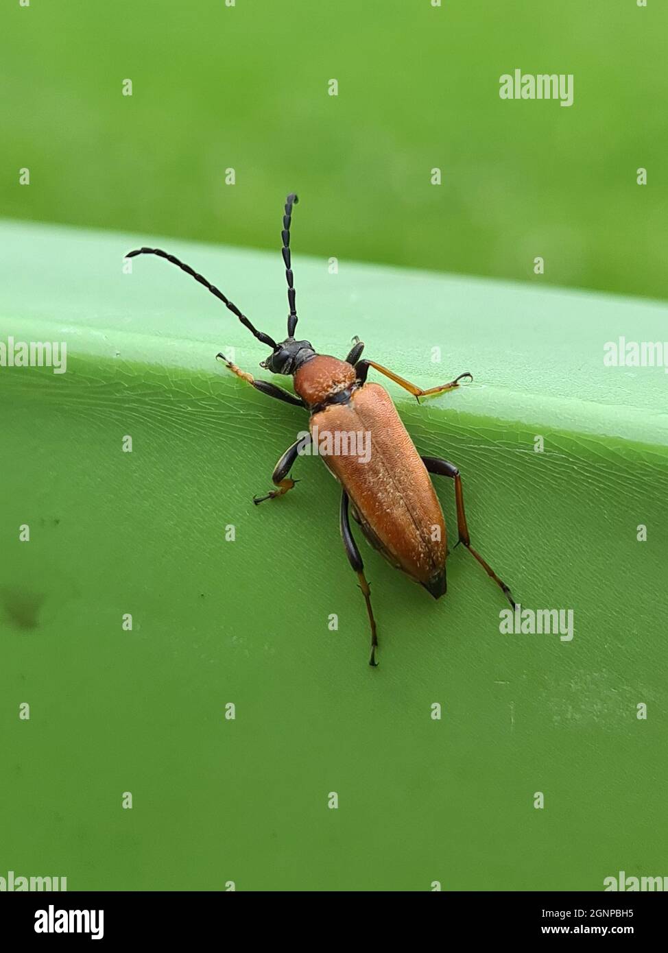 Red Longhorn Beetle (Anoplodera rubra, Stictoleptura rubra, Leptura ...