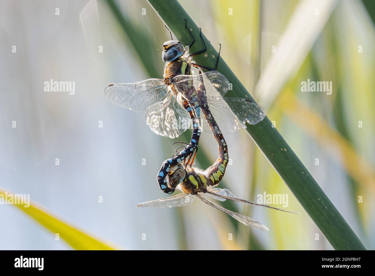 Mating wheel hi-res stock photography and images - Alamy