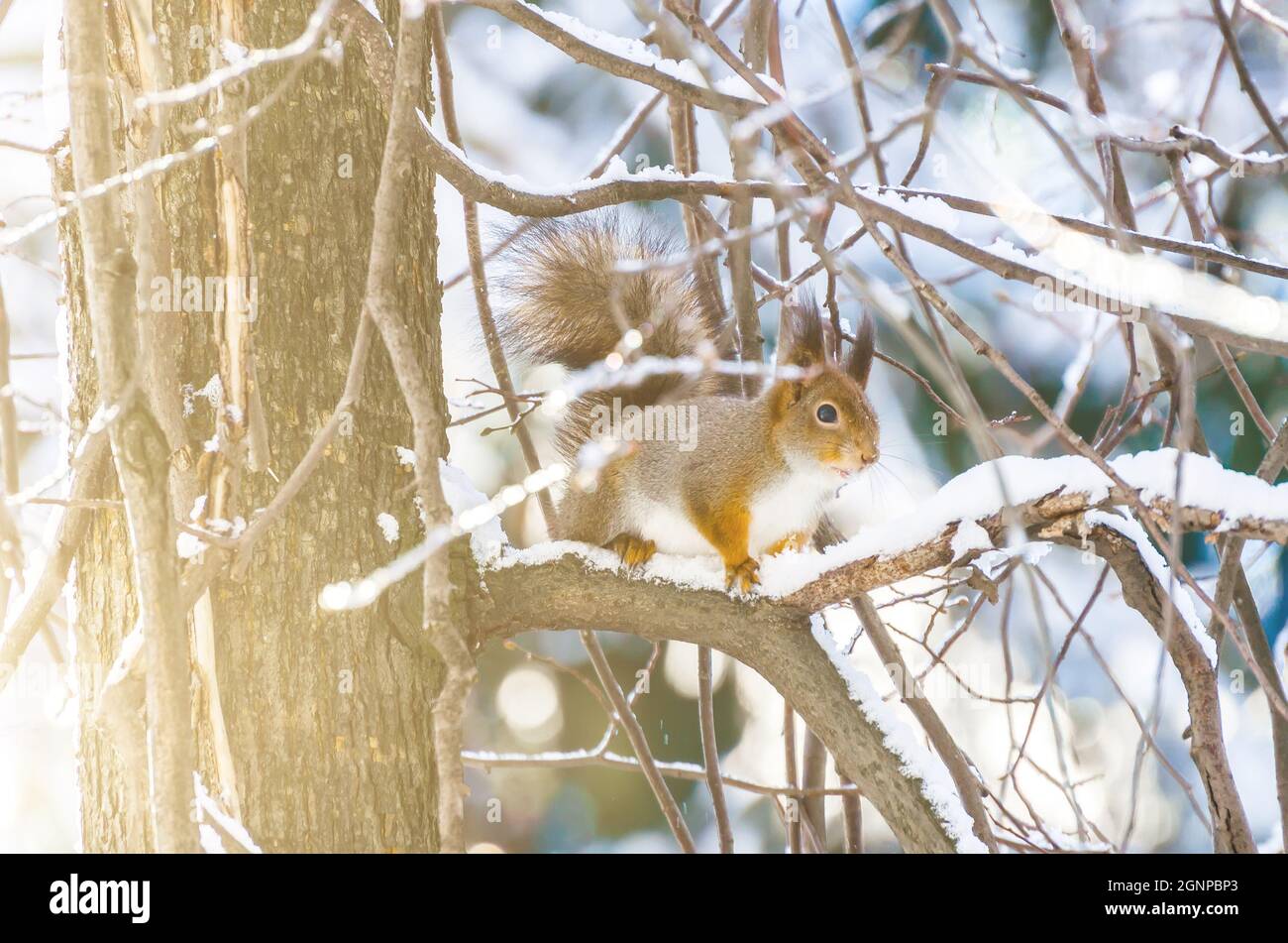 Red squirrel snow christmas tree hi-res stock photography and images ...