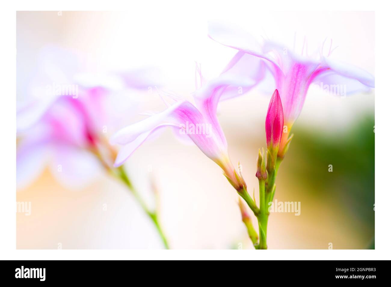 Flower in outdoor hi-res stock photography and images - Alamy