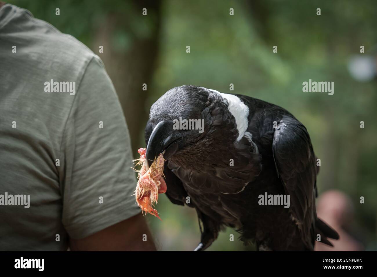 Closeup of the white-necked raven holding food in its beak Stock Photo ...