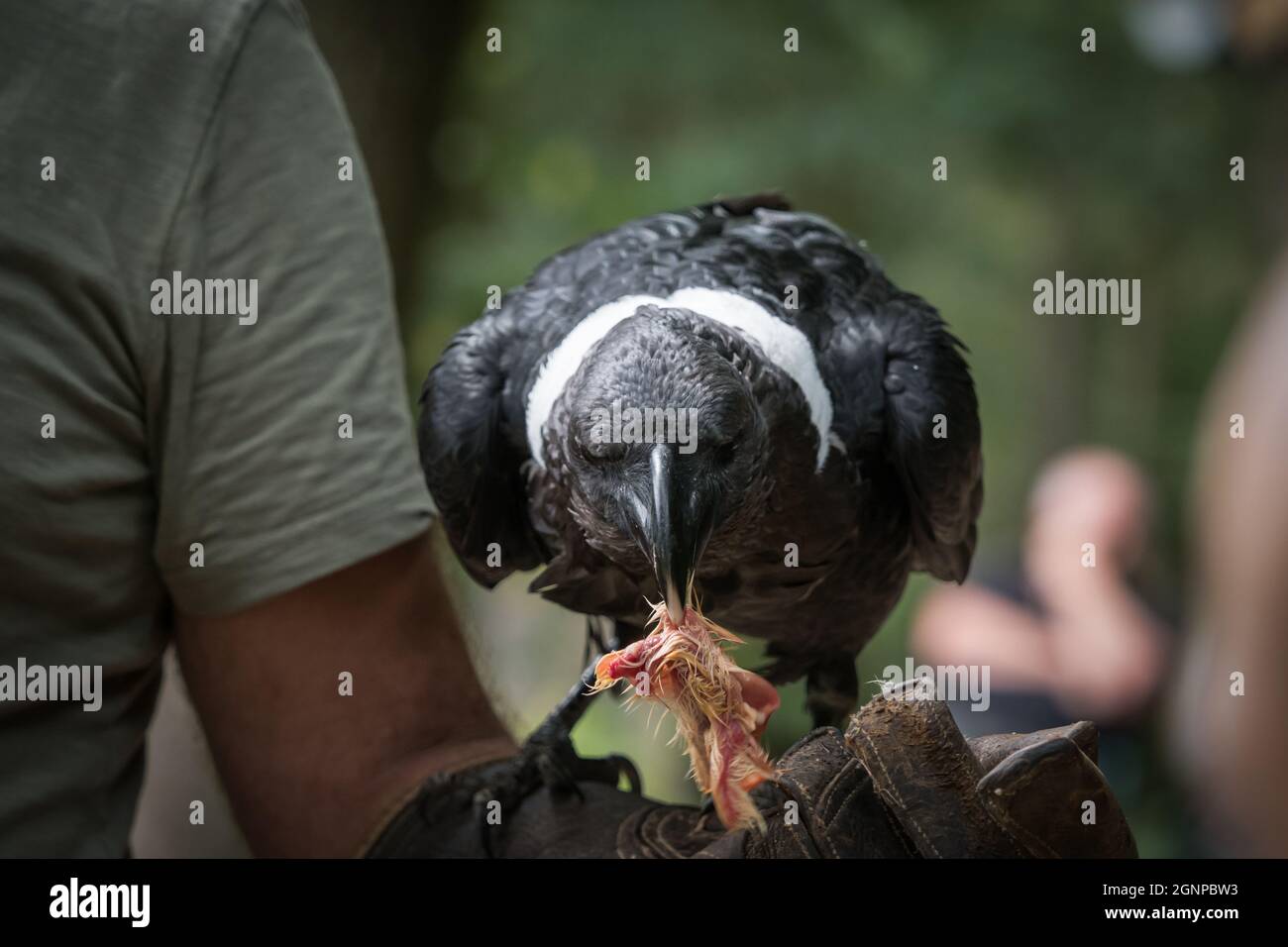 Closeup of the white-necked raven holding food in its beak Stock Photo ...
