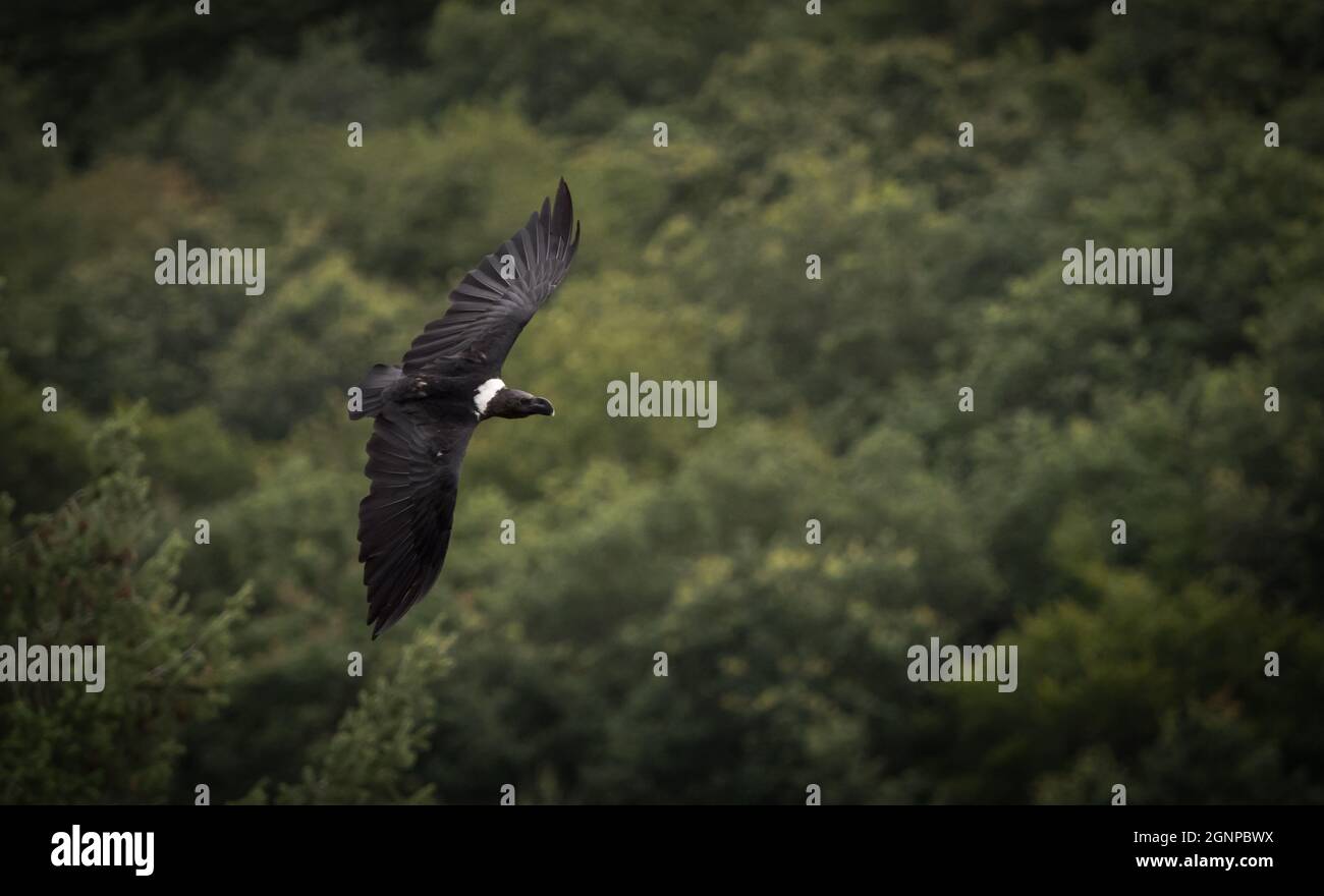 White-necked raven flying against the background of green trees Stock ...
