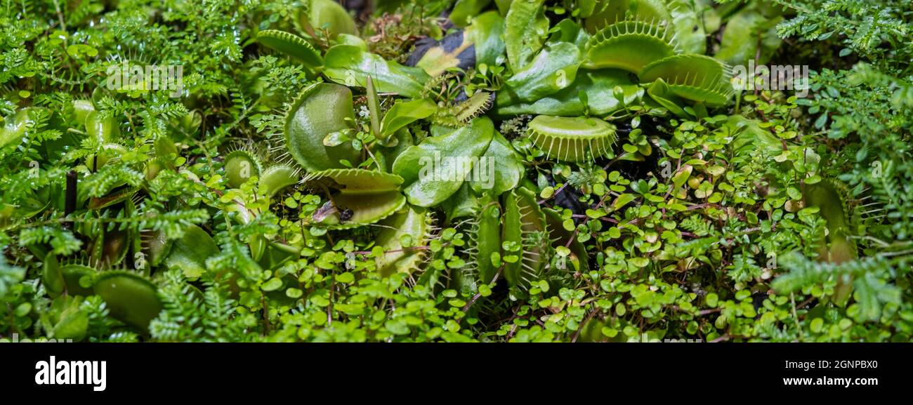 plants are predators. Insect Catcher Plant Botanical Garden. Dionaea ...