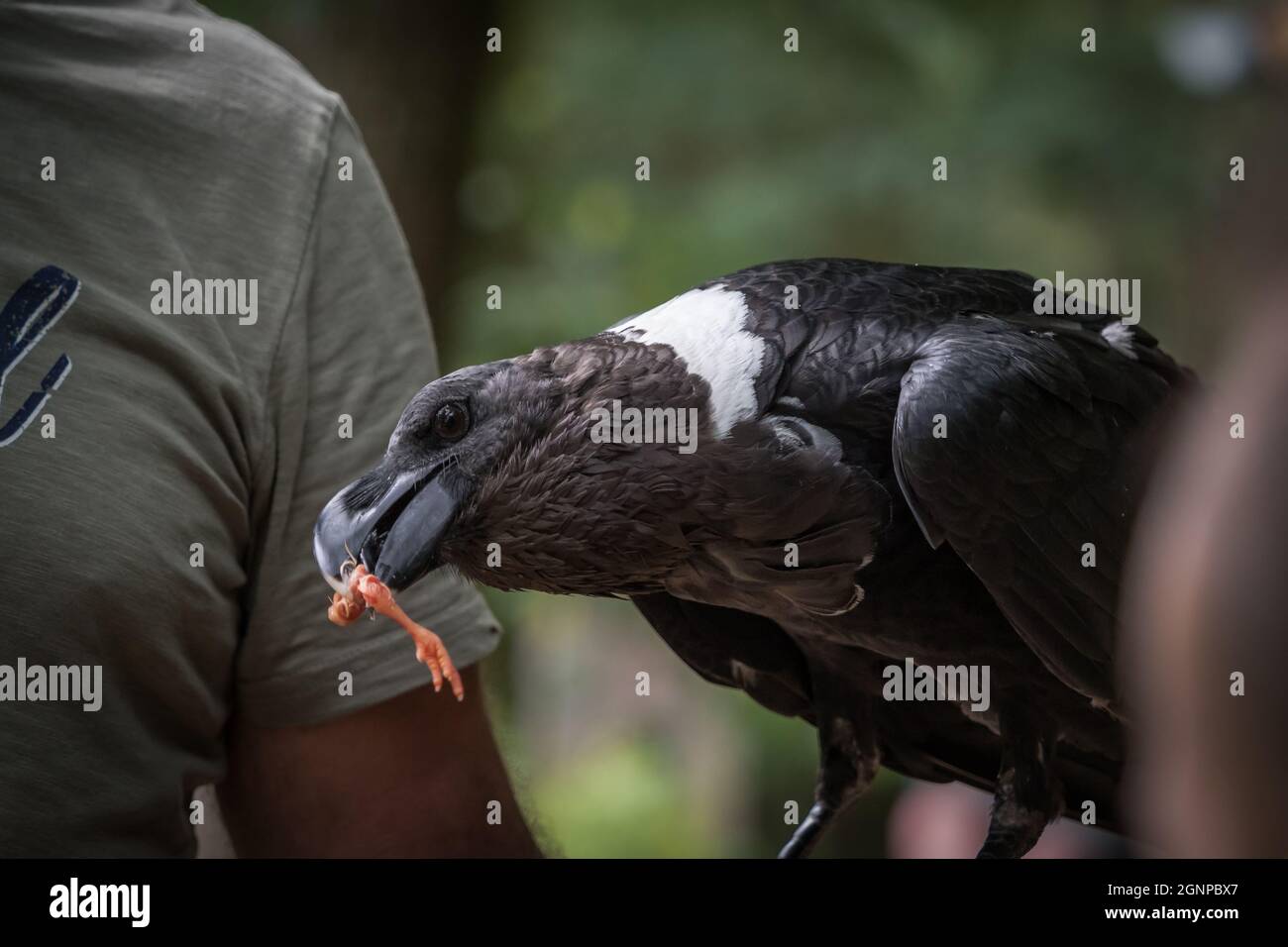 Closeup of the white-necked raven holding food in its beak Stock Photo ...