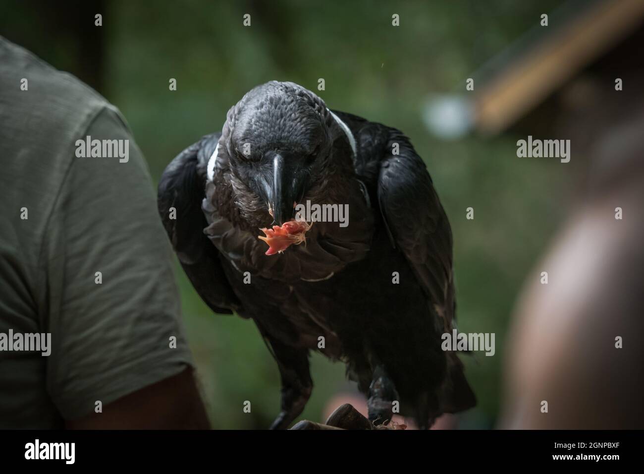 Closeup of the white-necked raven holding food in its beak Stock Photo ...