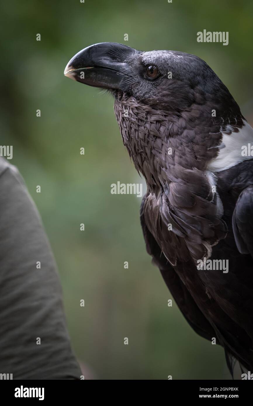 Vertical closeup of the white-necked raven. Shallow focus Stock Photo ...