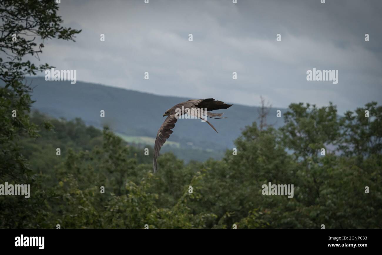 Eagle flying against background hi-res stock photography and images - Alamy