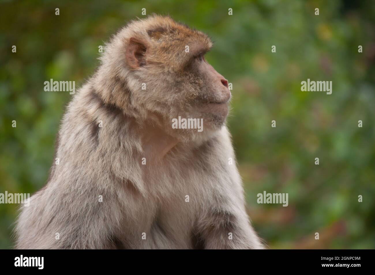Monkey in the zoo Stock Photo - Alamy