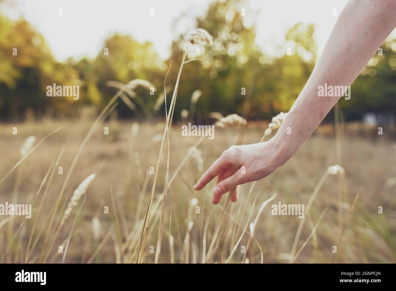 female hand grass field plants fresh air Stock Photo - Alamy