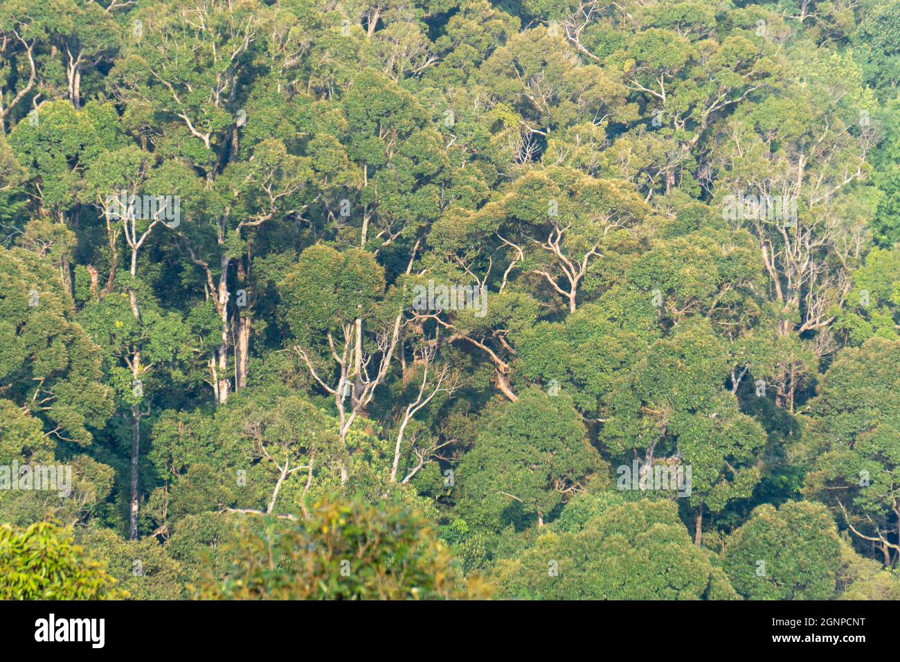 View of the dense vegetation. Malaysia rainforest Stock Photo - Alamy