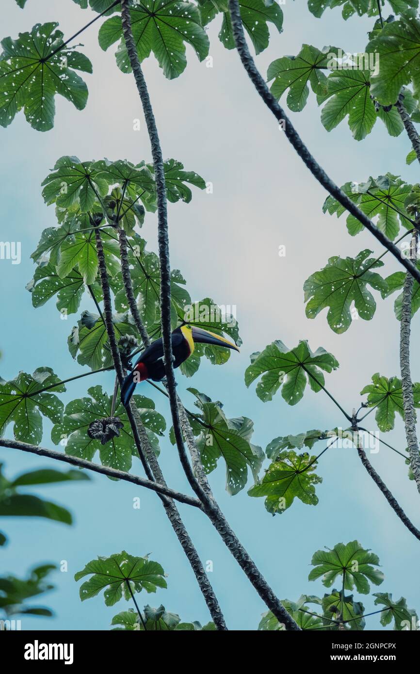 Toucan in a tree Stock Photo - Alamy