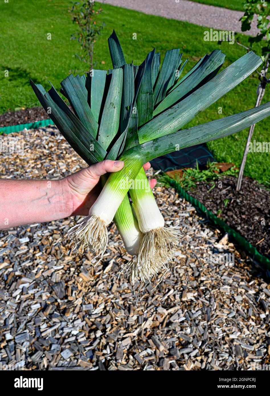 hand holding freshley picked leek in garden Stock Photo - Alamy