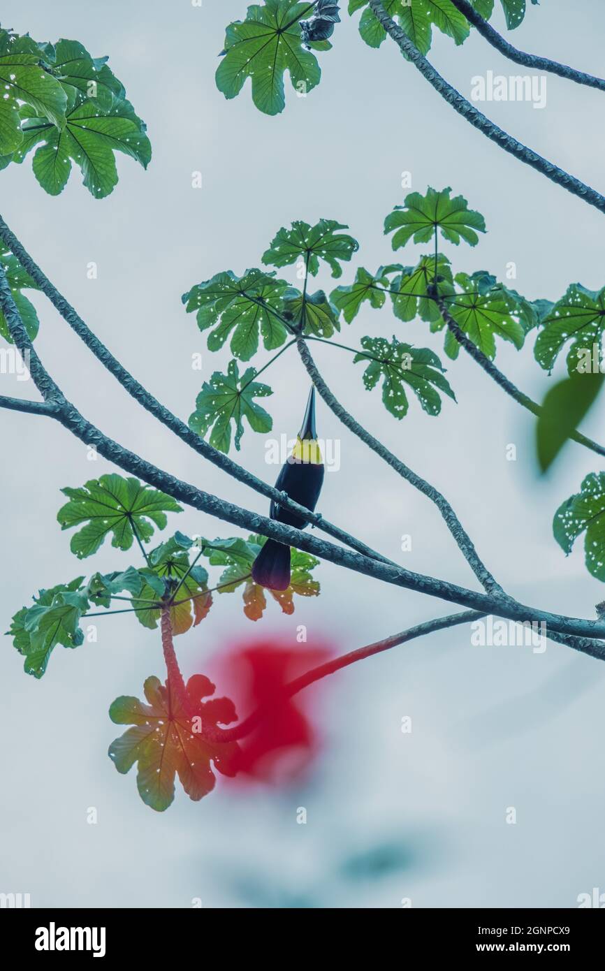 Toucan in a tree Stock Photo - Alamy