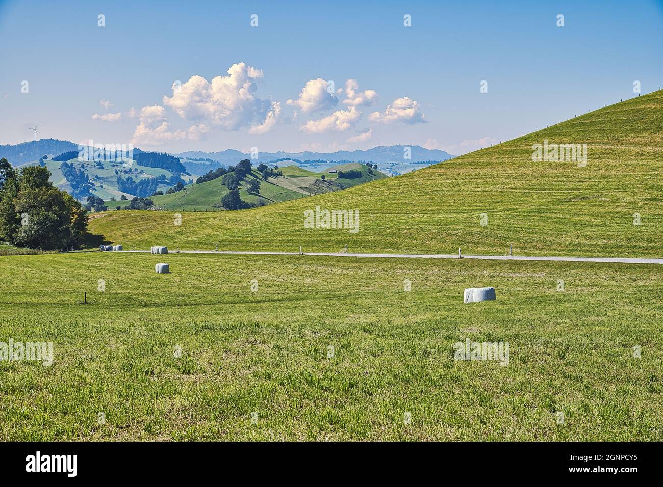 Landscape of a field with big silage bales wrapped in white plastic in ...