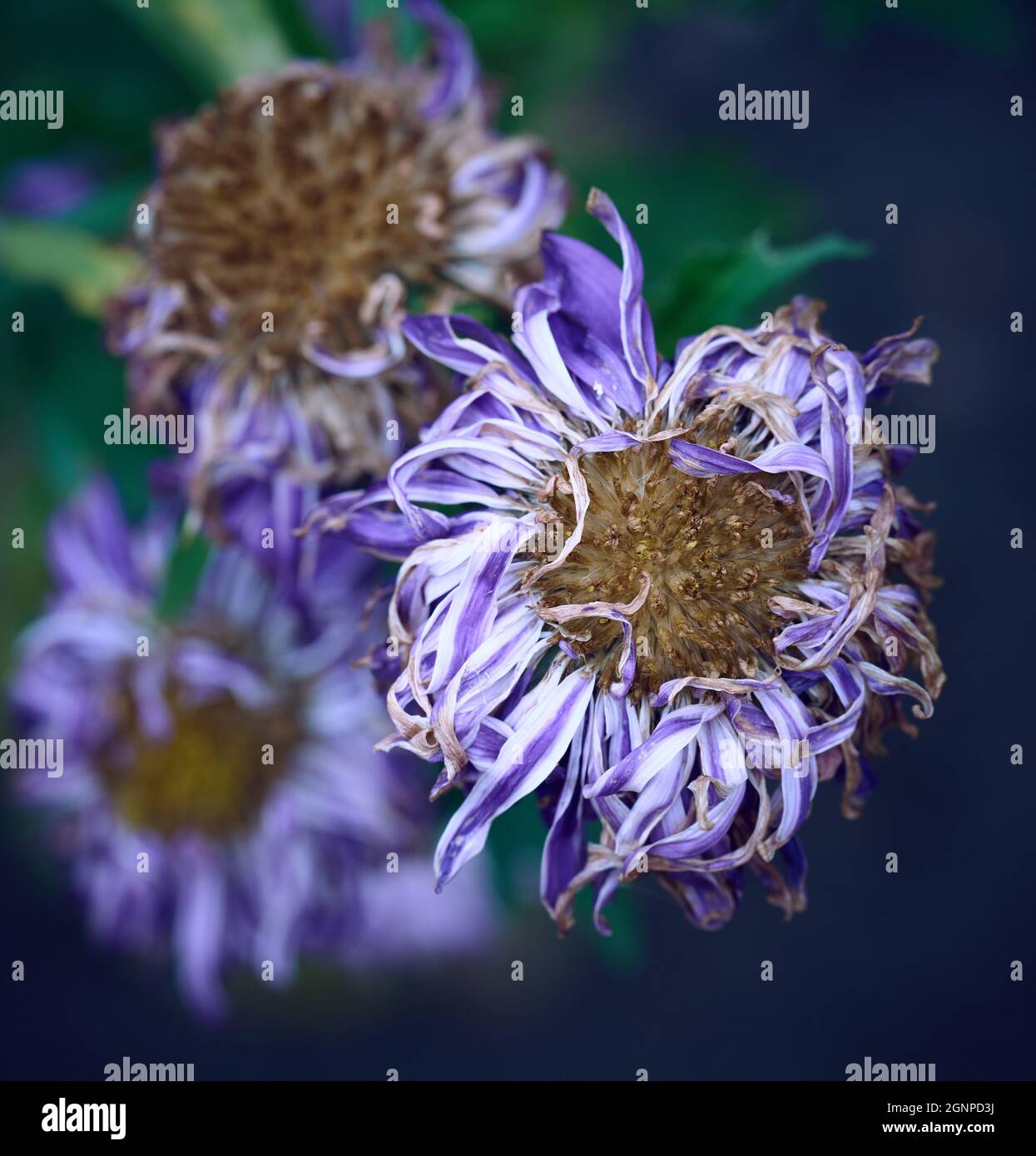 growing blooming blue aster flowers, top view Stock Photo - Alamy