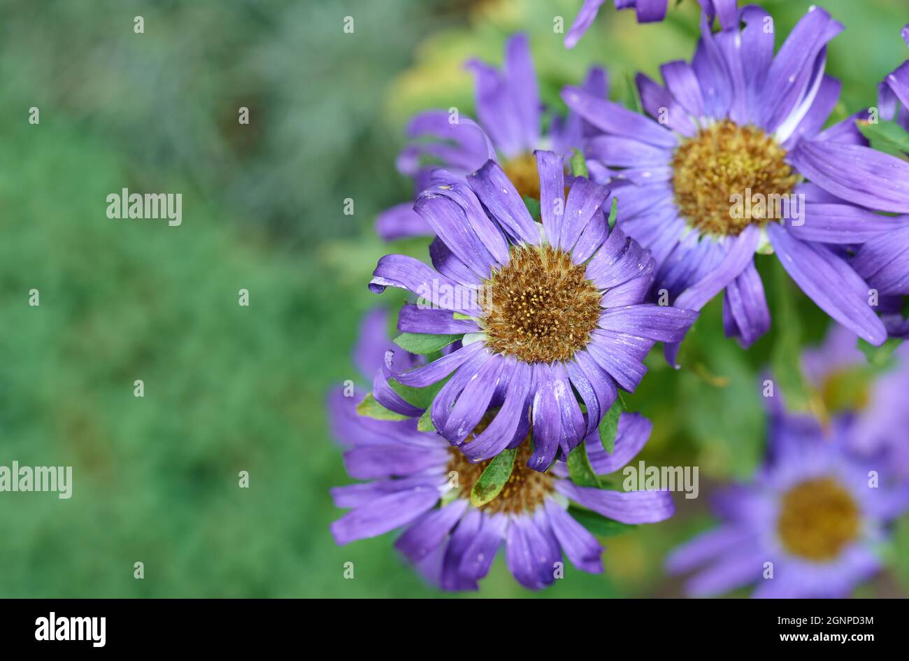 growing blooming blue aster flowers, top view Stock Photo - Alamy