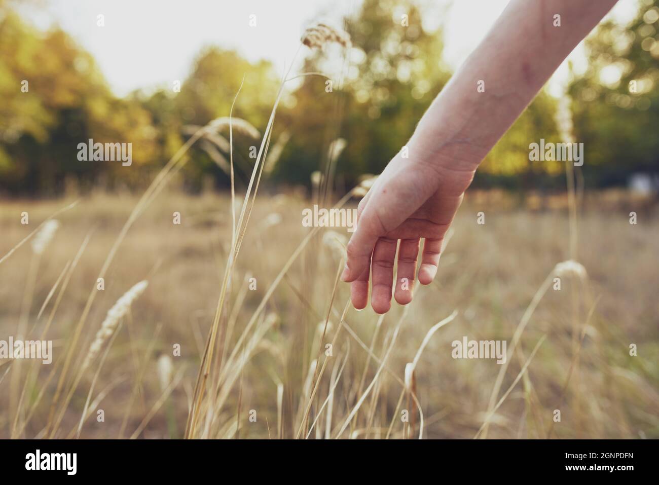 female hand grass field plants fresh air Stock Photo - Alamy