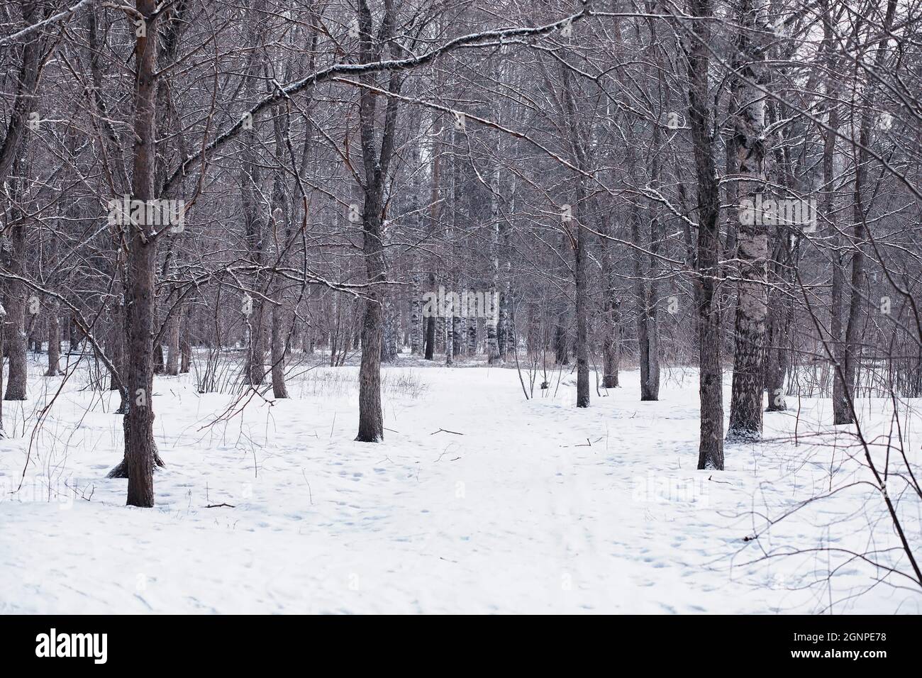 Winter forest landscape. Tall trees under snow cover. January frosty ...