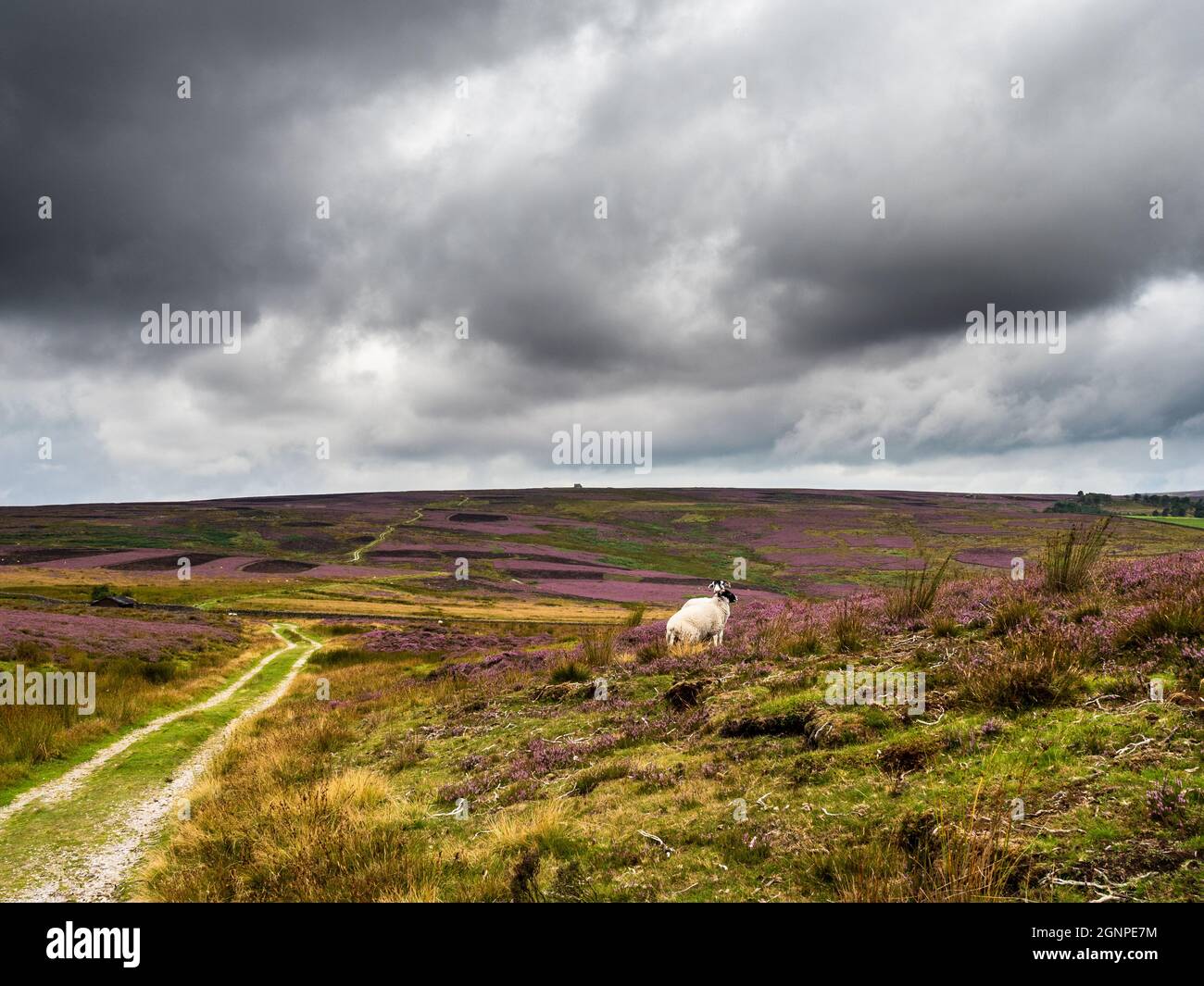 Summer moorland hi-res stock photography and images - Alamy