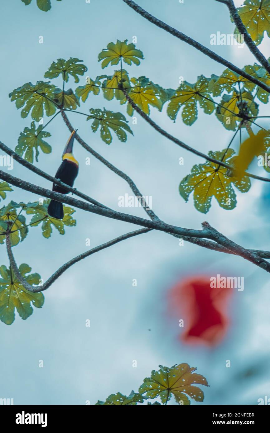 Toucan in a tree Stock Photo - Alamy