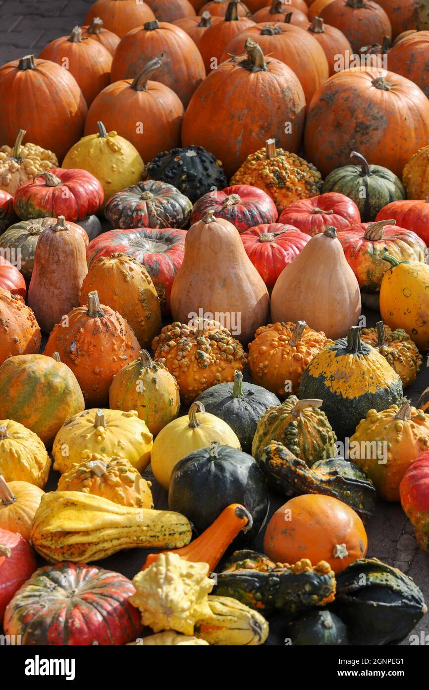Colorful pumpkins for Halloween, background and texture Stock Photo - Alamy