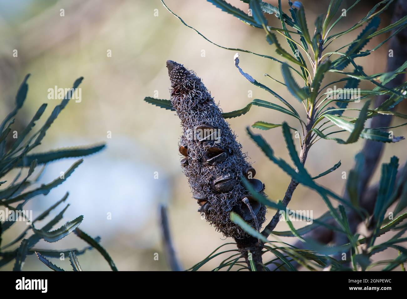 Banksia nuts hi-res stock photography and images - Alamy