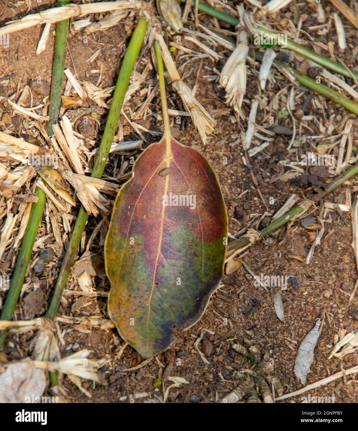 Leaf with frost damage isolated on the ground on a lawn Stock Photo - Alamy