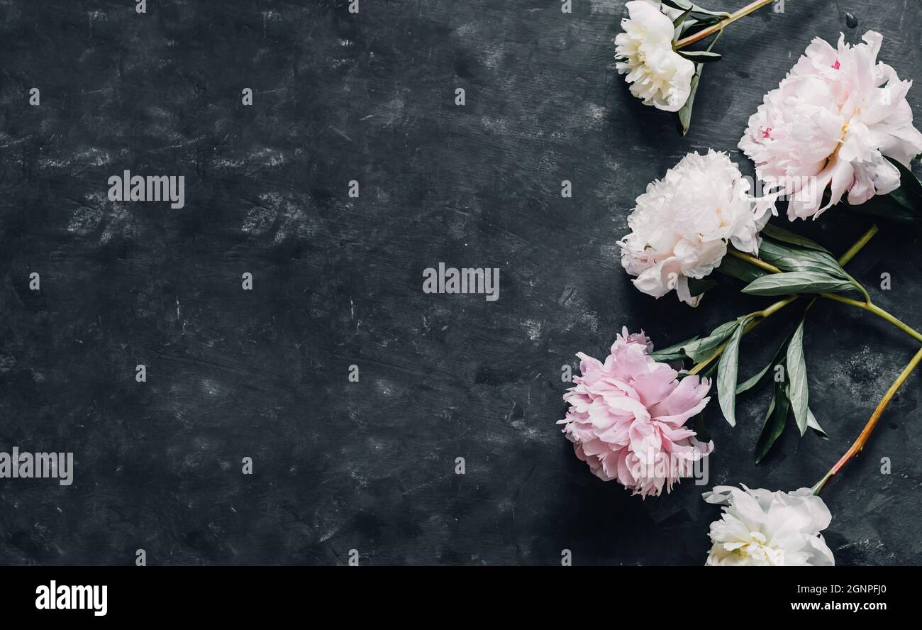 Peonies on a dark background Stock Photo - Alamy