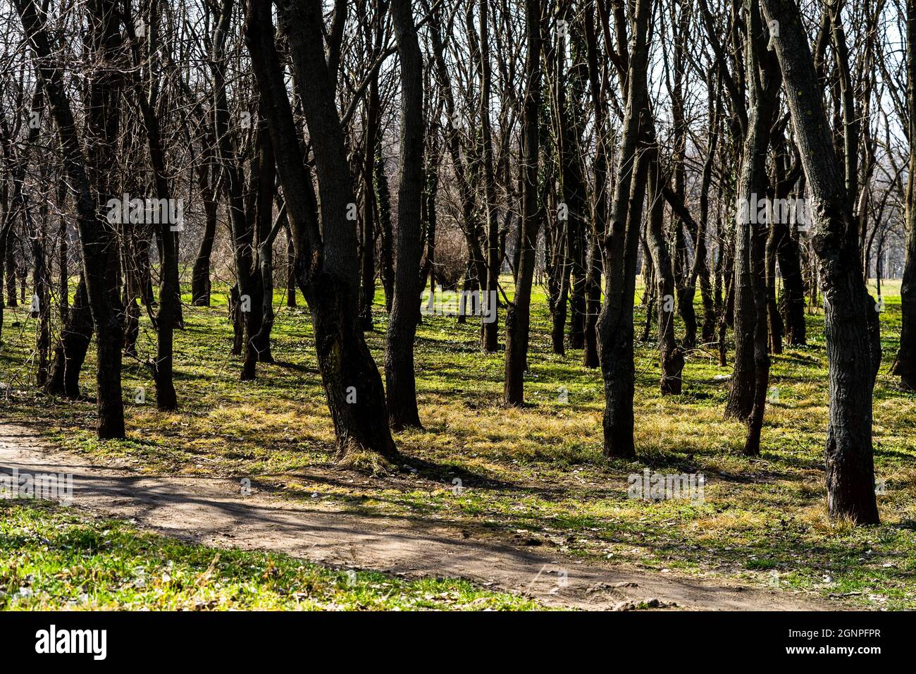 Dense tree forest with the sun rays penetrating through the tree trunks ...