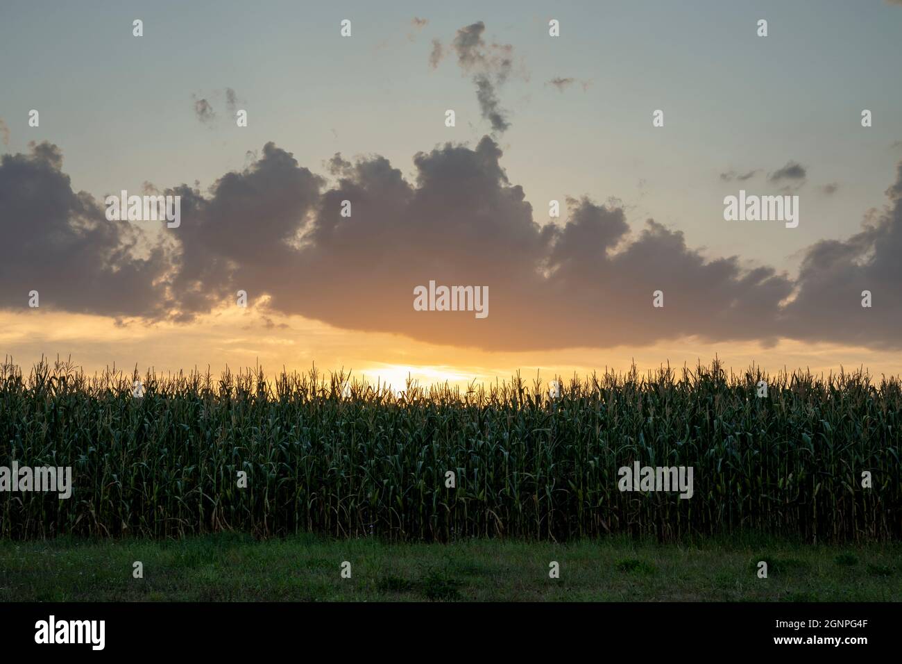Europe, Luxembourg, Greiveldange, Sunset behind the Corn Fields in the ...