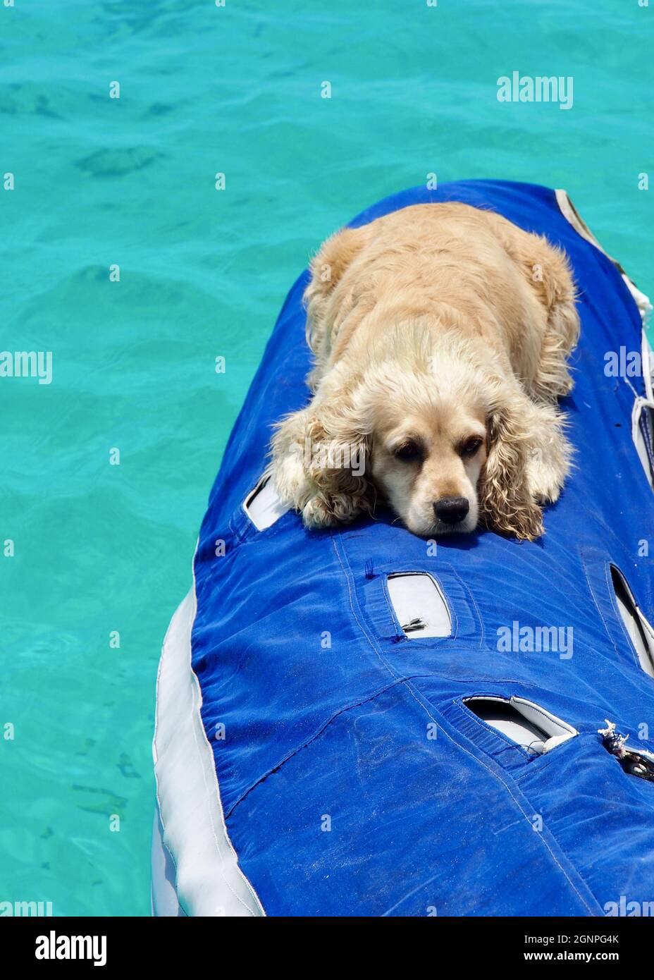 English cocker spaniel soft hi-res stock photography and images - Alamy