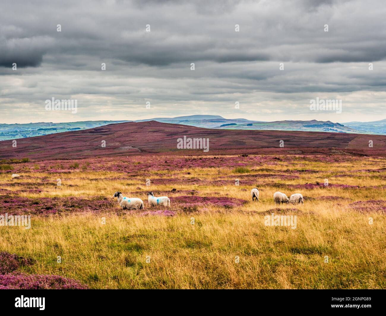 Summer moorland hi-res stock photography and images - Alamy